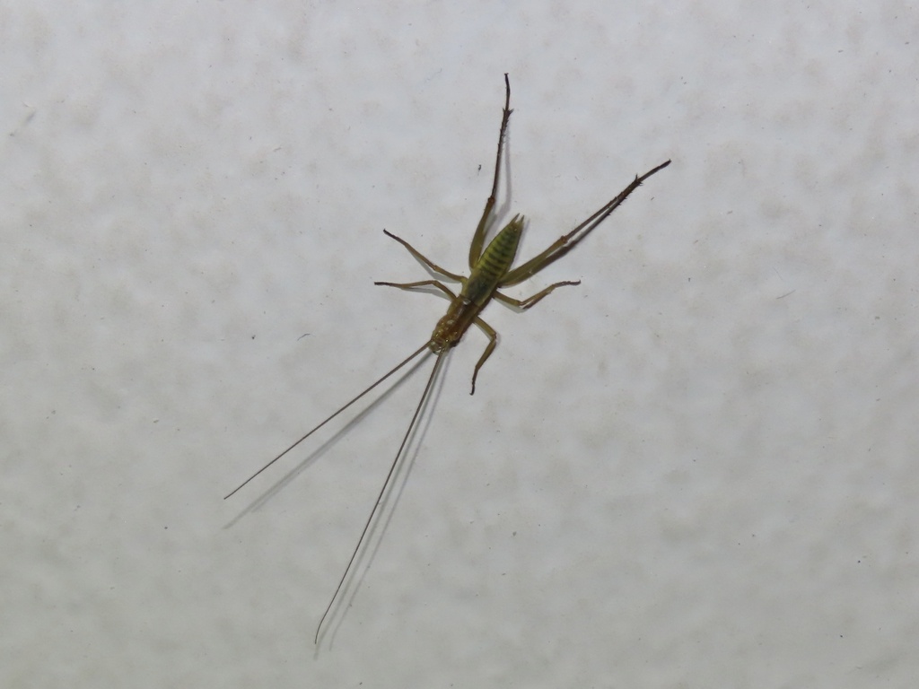 Pine Tree Cricket in July 2022 by Josh Emm · iNaturalist