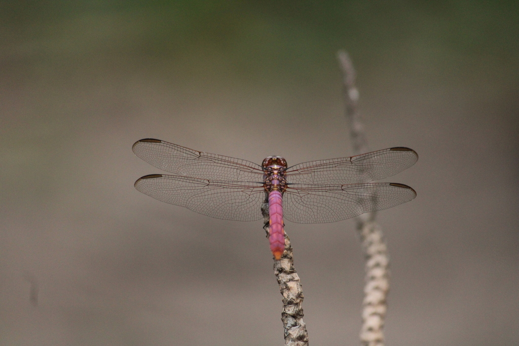 Tropical King Skimmers from 70750 San Pedro Comitancillo, Oax., México ...