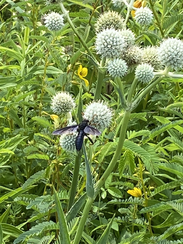 golden legged mydas fly in July 2022 by Pete Kozich · iNaturalist