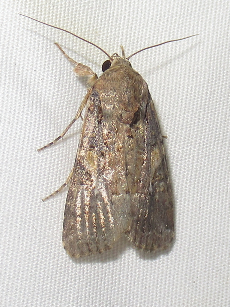 Fall Armyworm Moth from Salton Dr., Austin, Travis Co., TX on July 23 ...