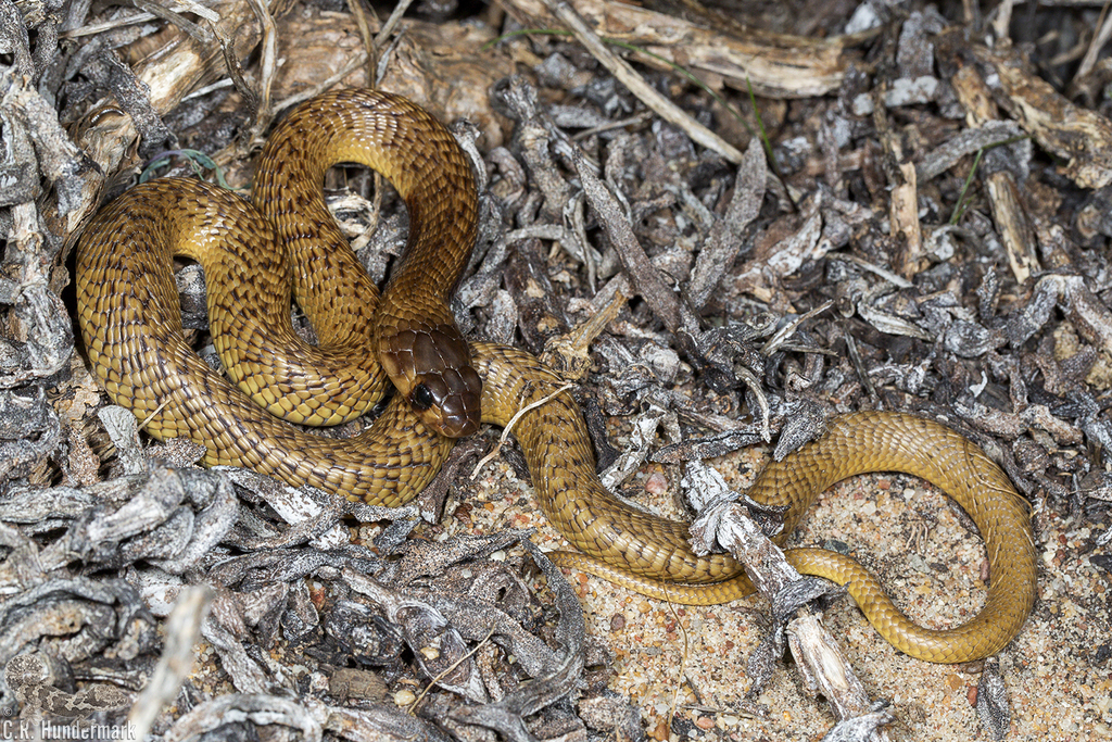 Cape Cobra from Firgrove Rural, Cape Town, 7130, South Africa on July ...
