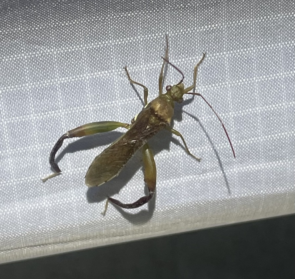 Texas Bow-legged Bug from Holford Rd, Garland, TX, US on July 24, 2022 ...