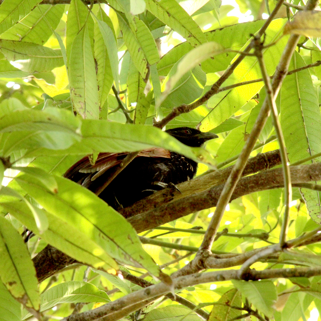 Madagascar Coucal from Analanjirofo, Madagascar on July 19, 2022 at 01: ...