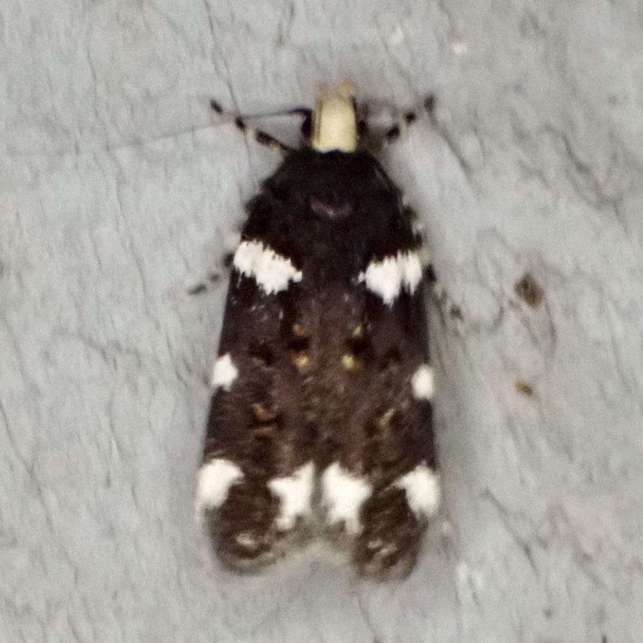 Redbud Leaffolder Moth from Bullock, Alabama, United States on July 23 ...