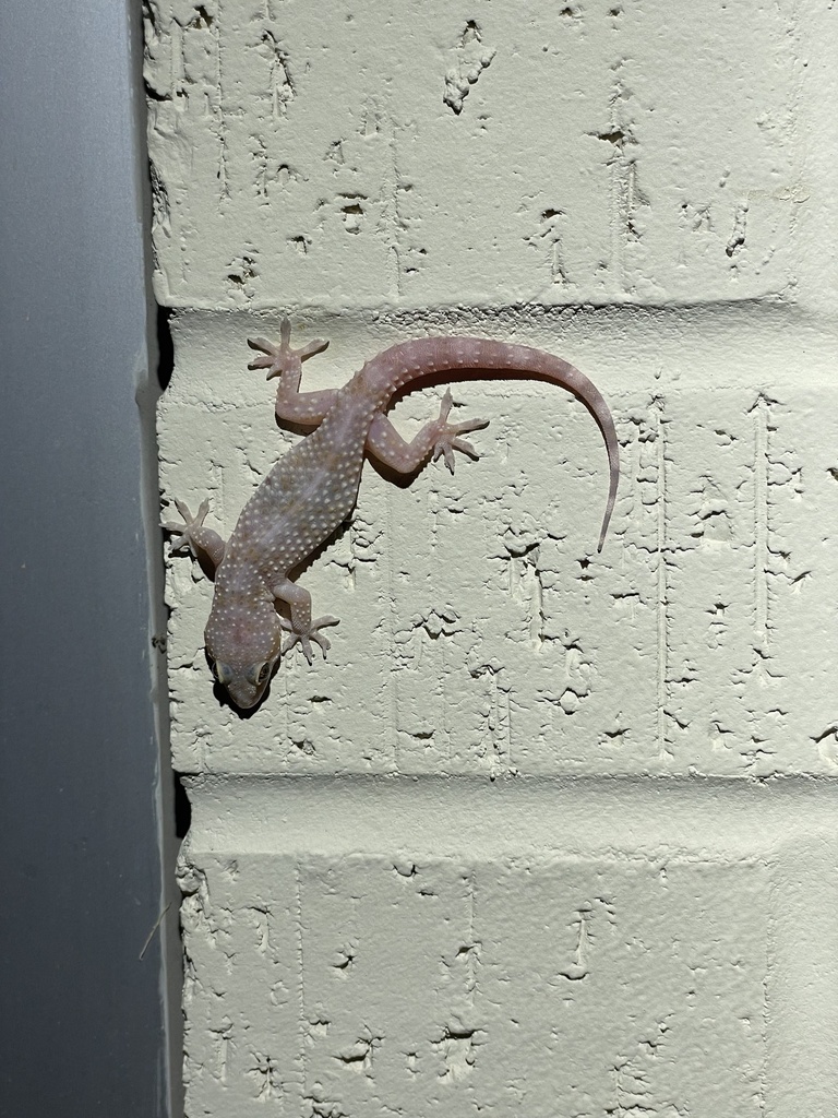 Mediterranean House Gecko from Beeville, TX, US on July 22, 2022 at 10: ...