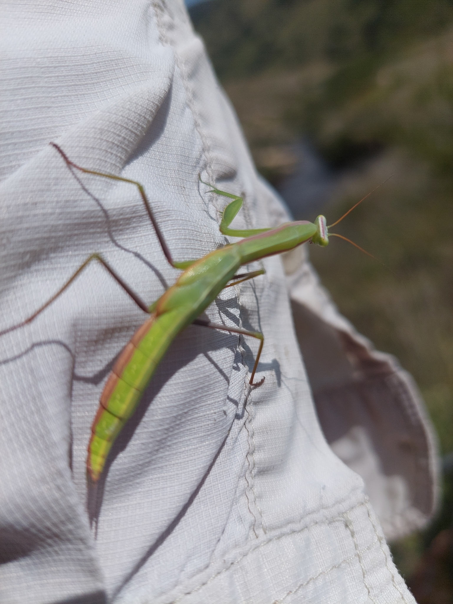 Paramantis sacra Thunberg, 1815