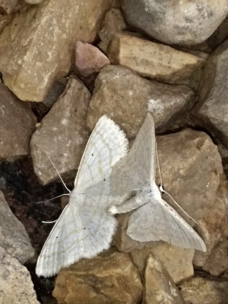 Lesser Cream Wave from Себеж, Псковская обл., Россия on July 24, 2022 ...