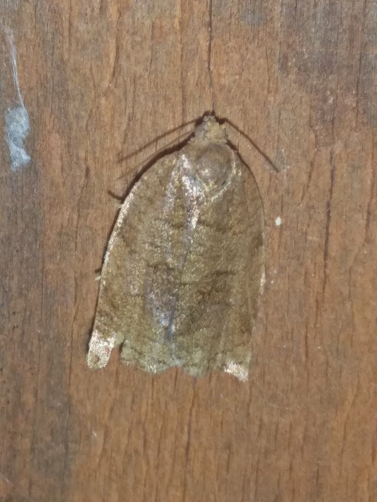 Rose Tortrix Moth from Себеж, Псковская обл., Россия on July 24, 2022 ...