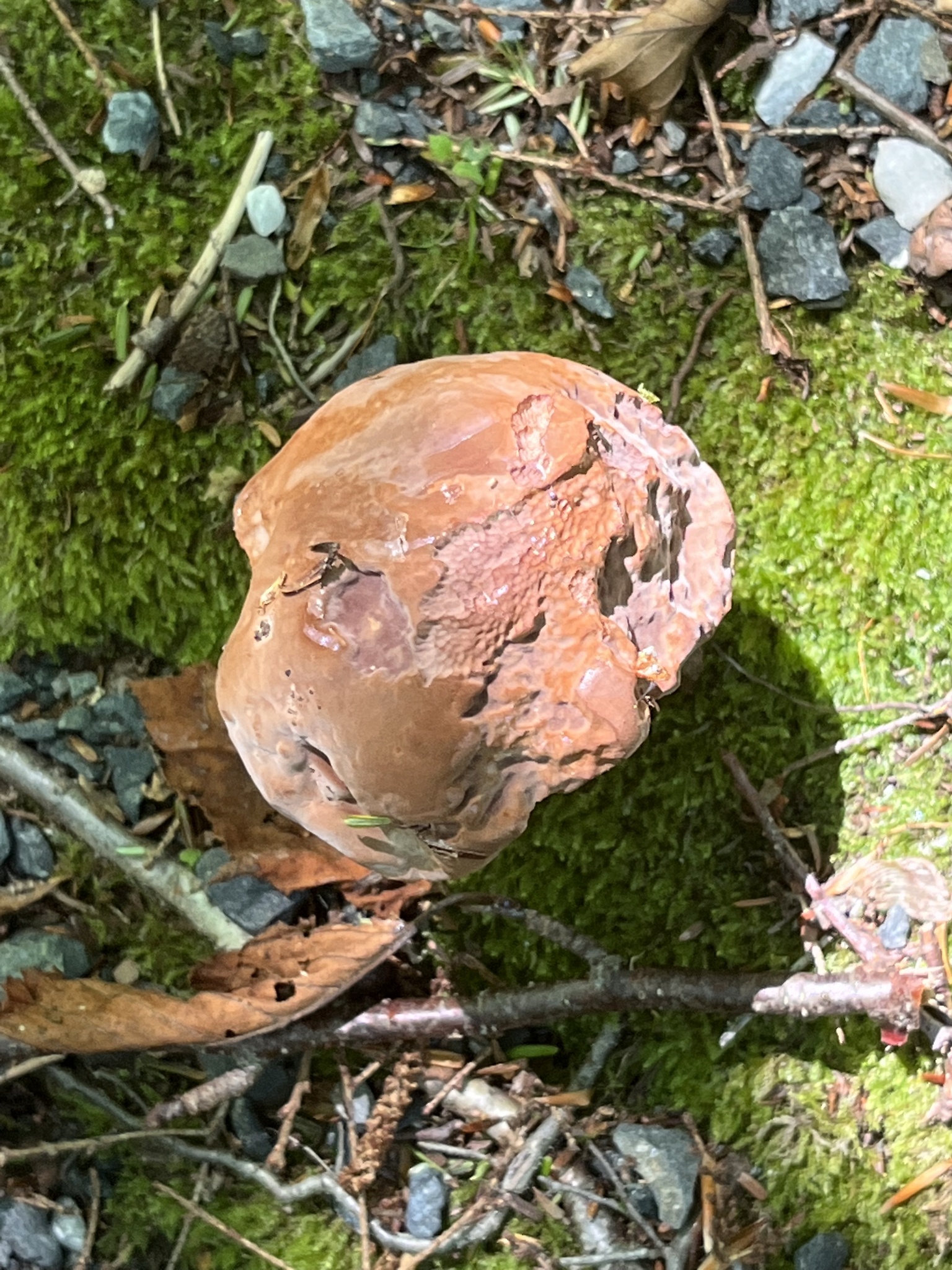 Sutorius eximius (Peck) Halling, Nuhn & Osmundson