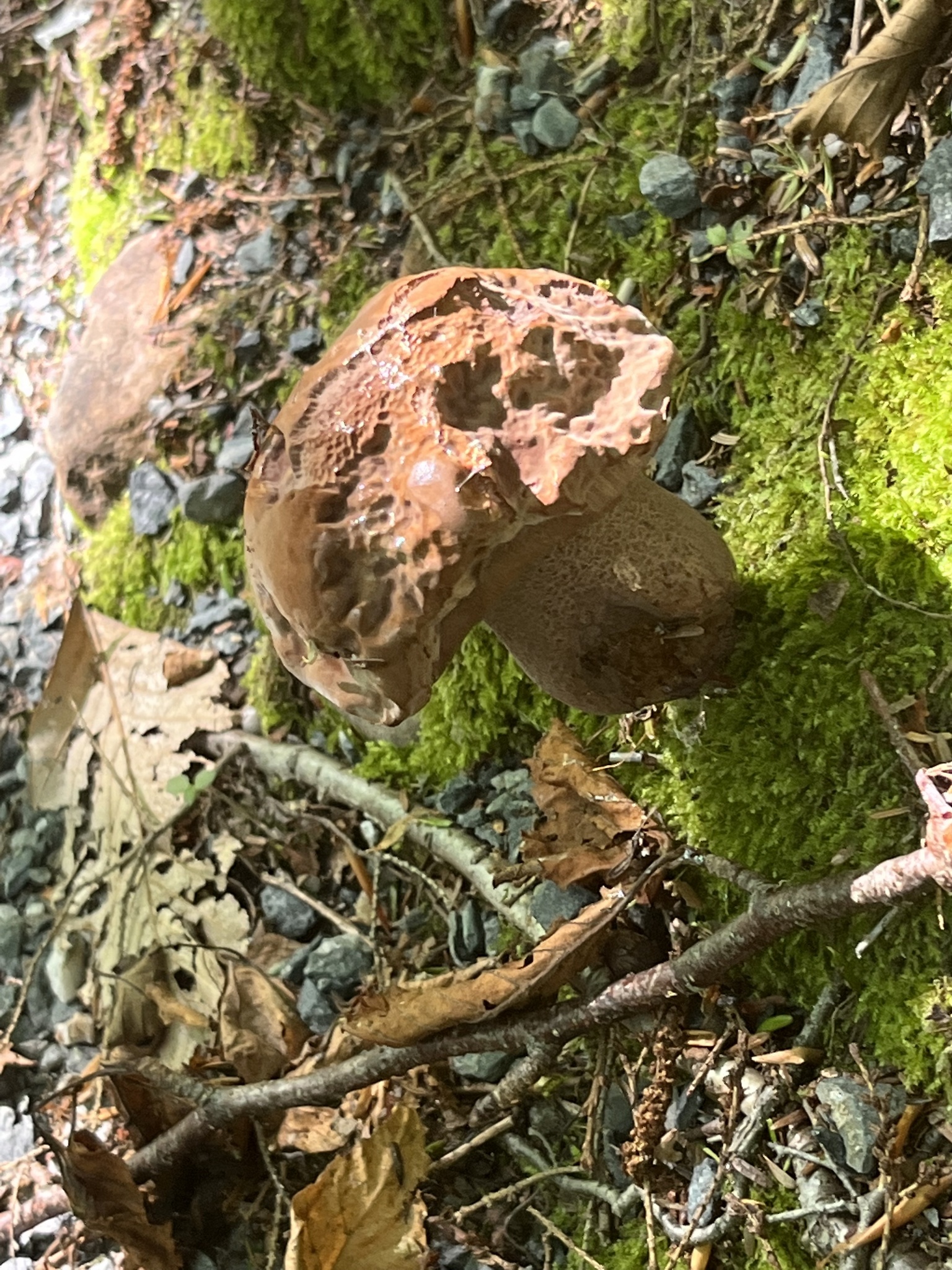 Sutorius eximius (Peck) Halling, Nuhn & Osmundson
