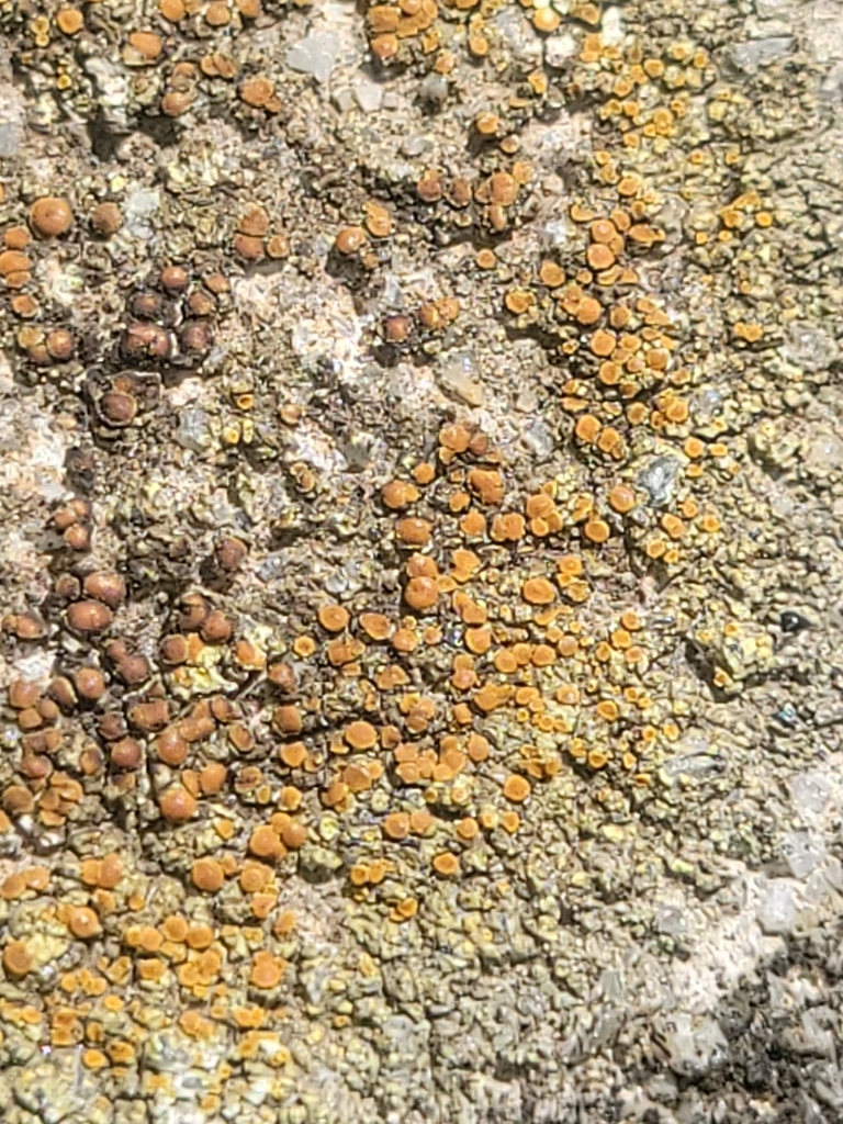 common lichens from Logan Township, PA, USA on July 24, 2022 at 10:59 ...