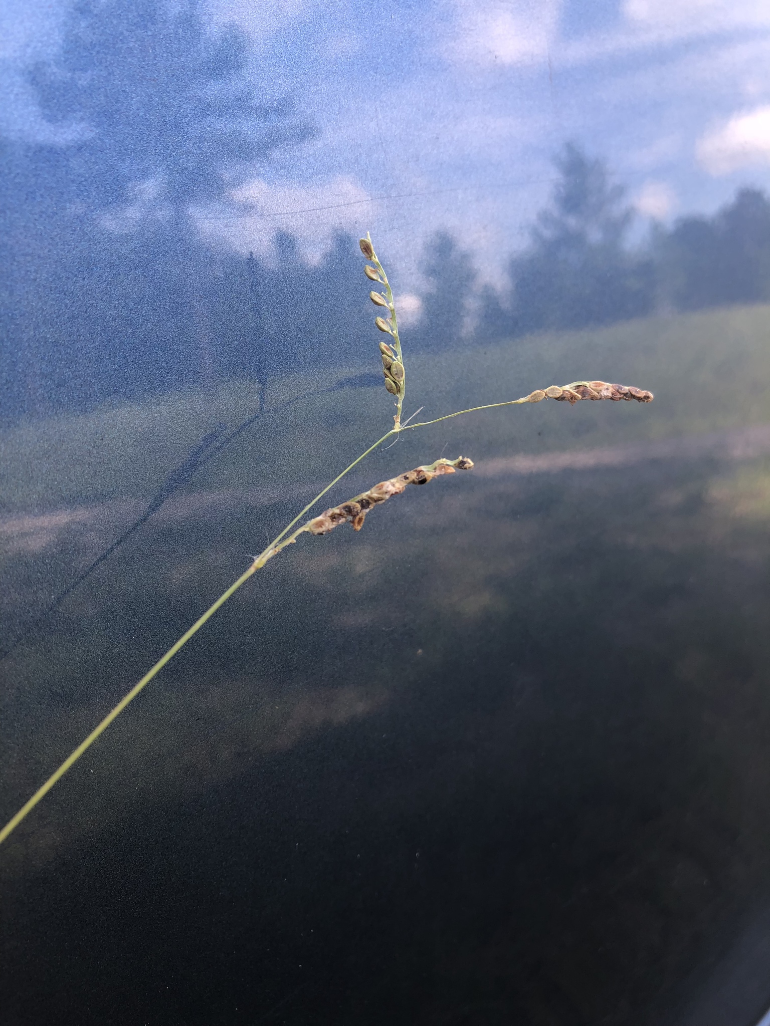 Paspalum nicorae Parodi