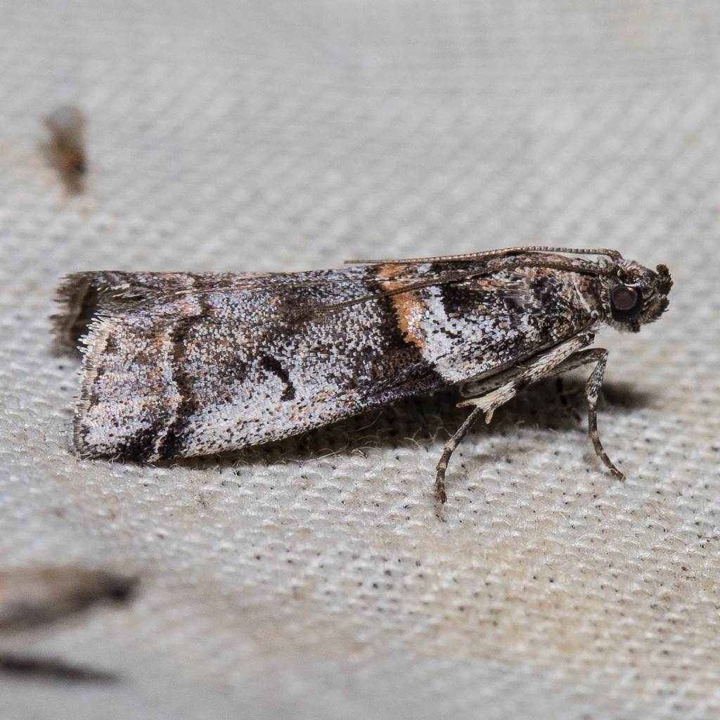 Destructive Pruneworm Moth (Invertebrates of Montana, USA) · iNaturalist