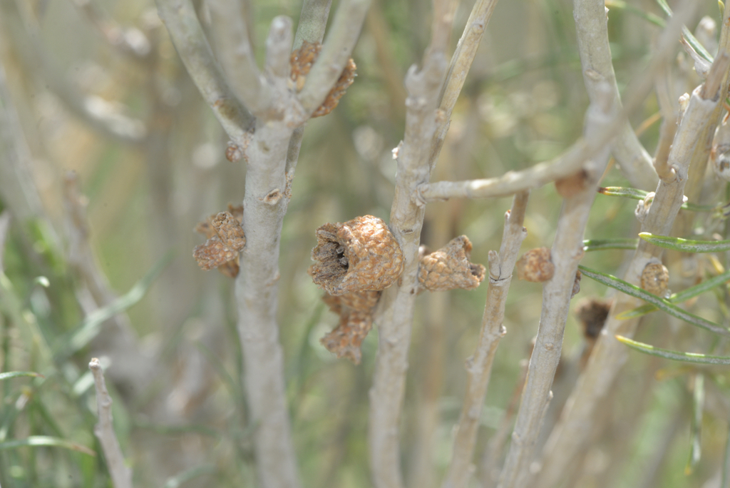 Rubber Rabbitbrush from Mono County, CA, USA on July 19, 2022 at 11:37 ...