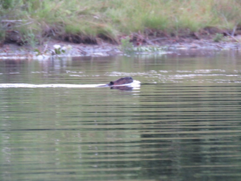 American Beaver from 664 Daniel Webster Hwy, Lincoln, NH, US on July 16 ...