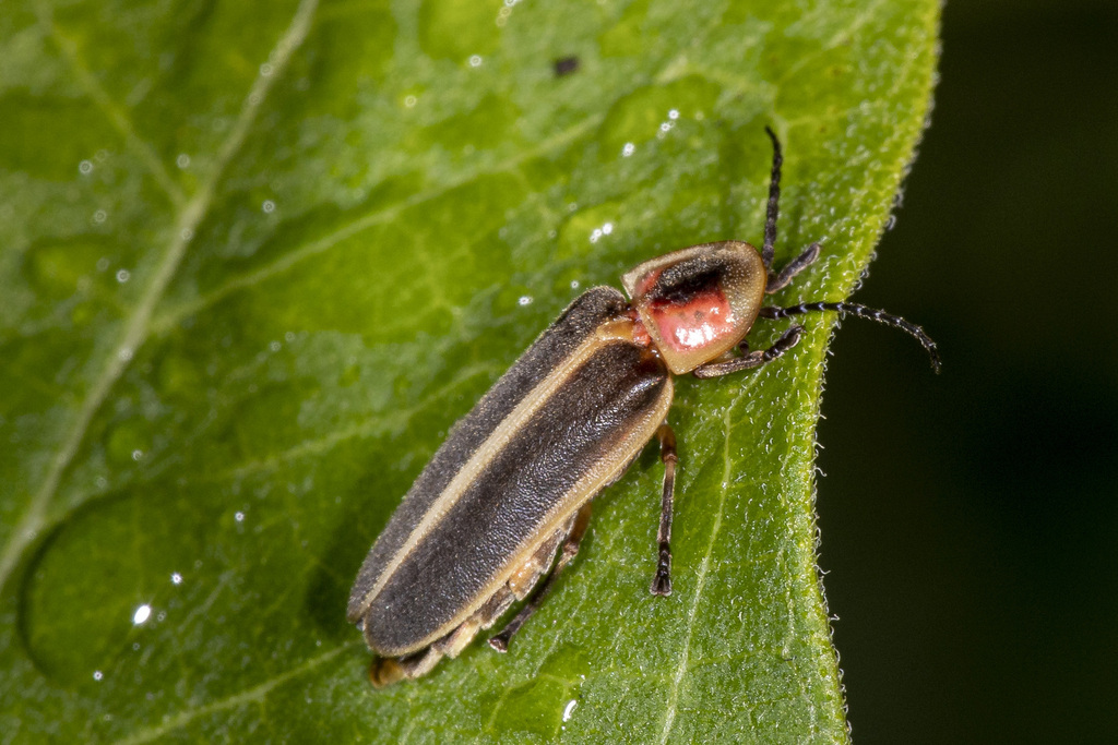 Common Eastern Firefly from Rockland County, NY, USA on July 22, 2022 ...
