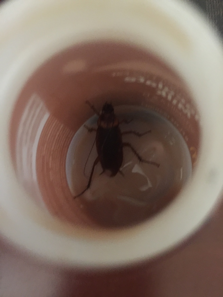 American Cockroach from SH-151 W, San Antonio, TX, US on July 24, 2022 ...