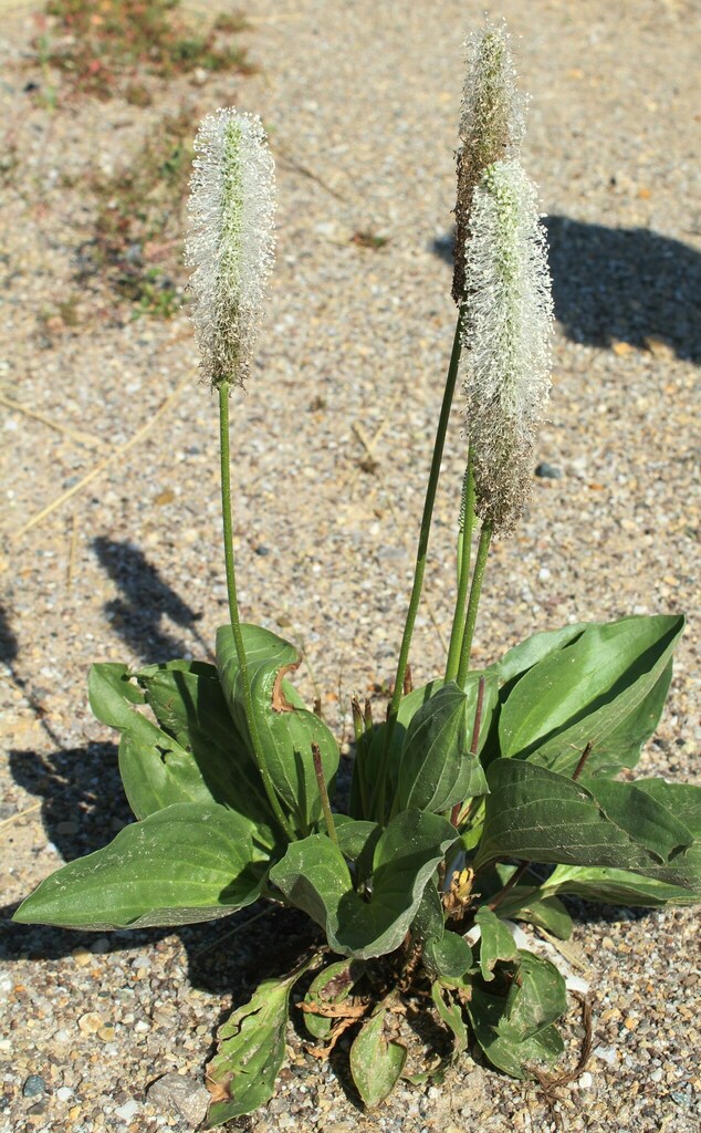 Plantago maxima from Обочина шоссе Между п. Новый Быт и о.п. ж.д. 32 км ...