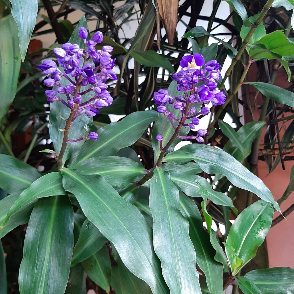 Blue ginger from Tierra Blanca, Tepoztlán, Mor., México on July 24 ...