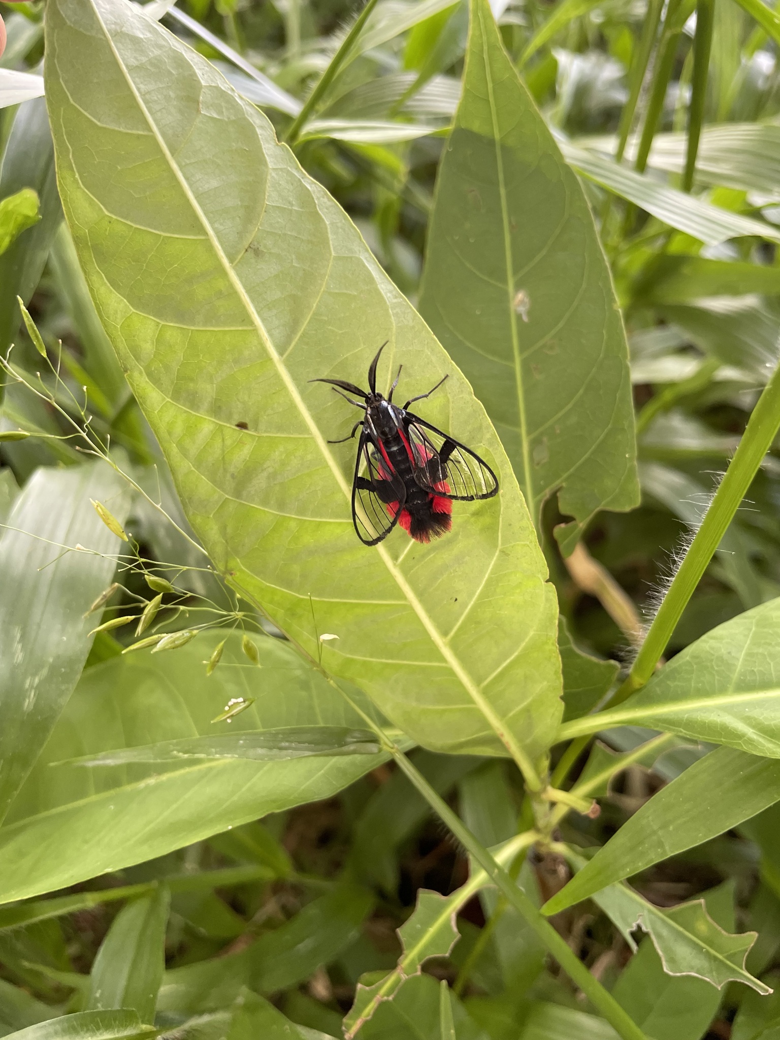 Dinia eagrus Cramer, 1779