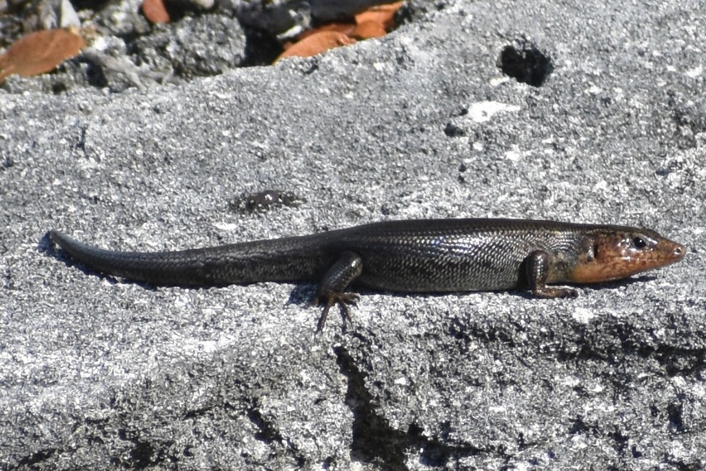 Bermuda Rock Lizard in July 2022 by Luke Foster · iNaturalist