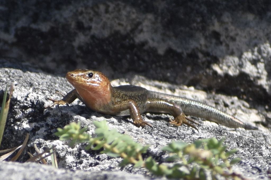 Bermuda Rock Lizard in July 2022 by Luke Foster. Endemic to Bermuda ...