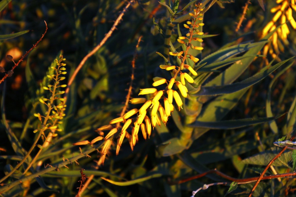 Fence Aloe (Pezula Nature Retreat - Non-local Indigenous Species ...