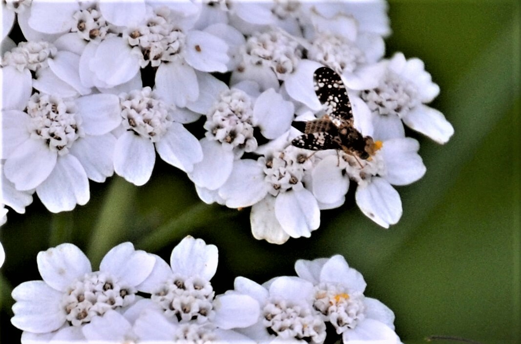 Oxyna flavipennis (Loew, 1844)