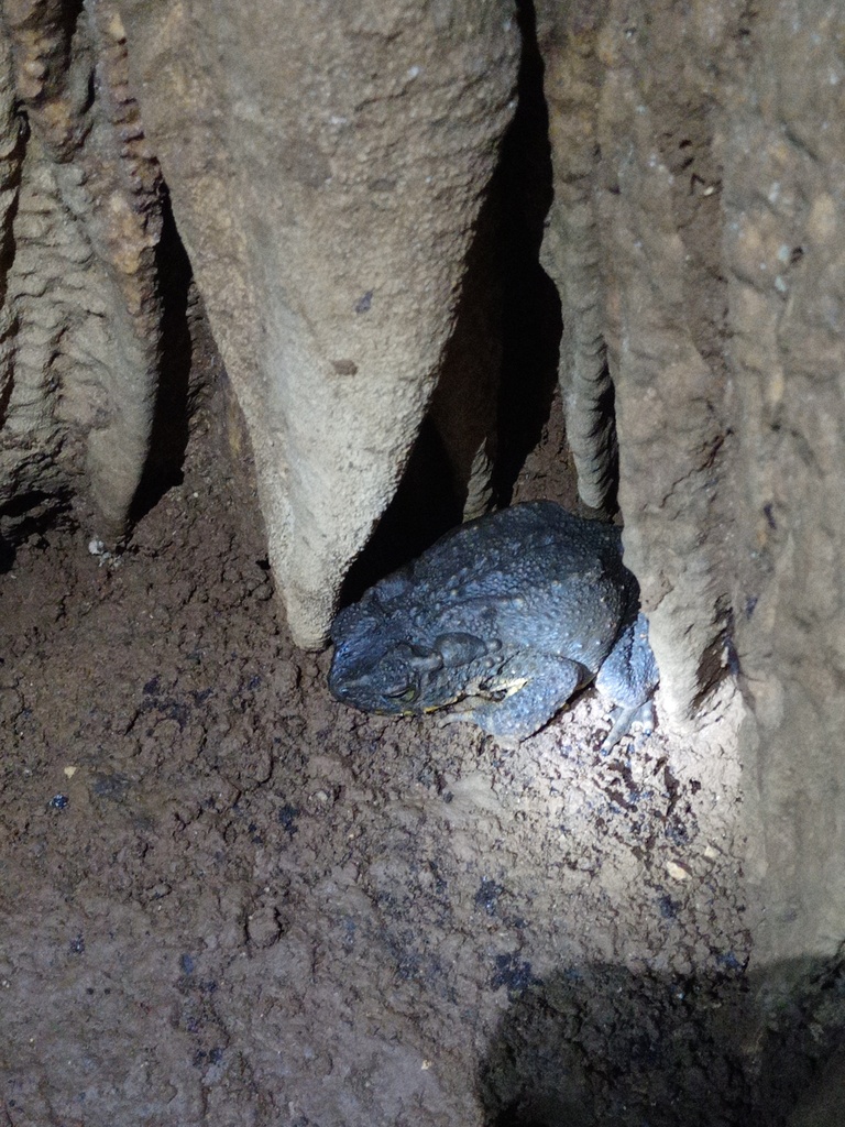 River Toad from Purworejo Regency, Central Java, Indonesia on July 24 ...