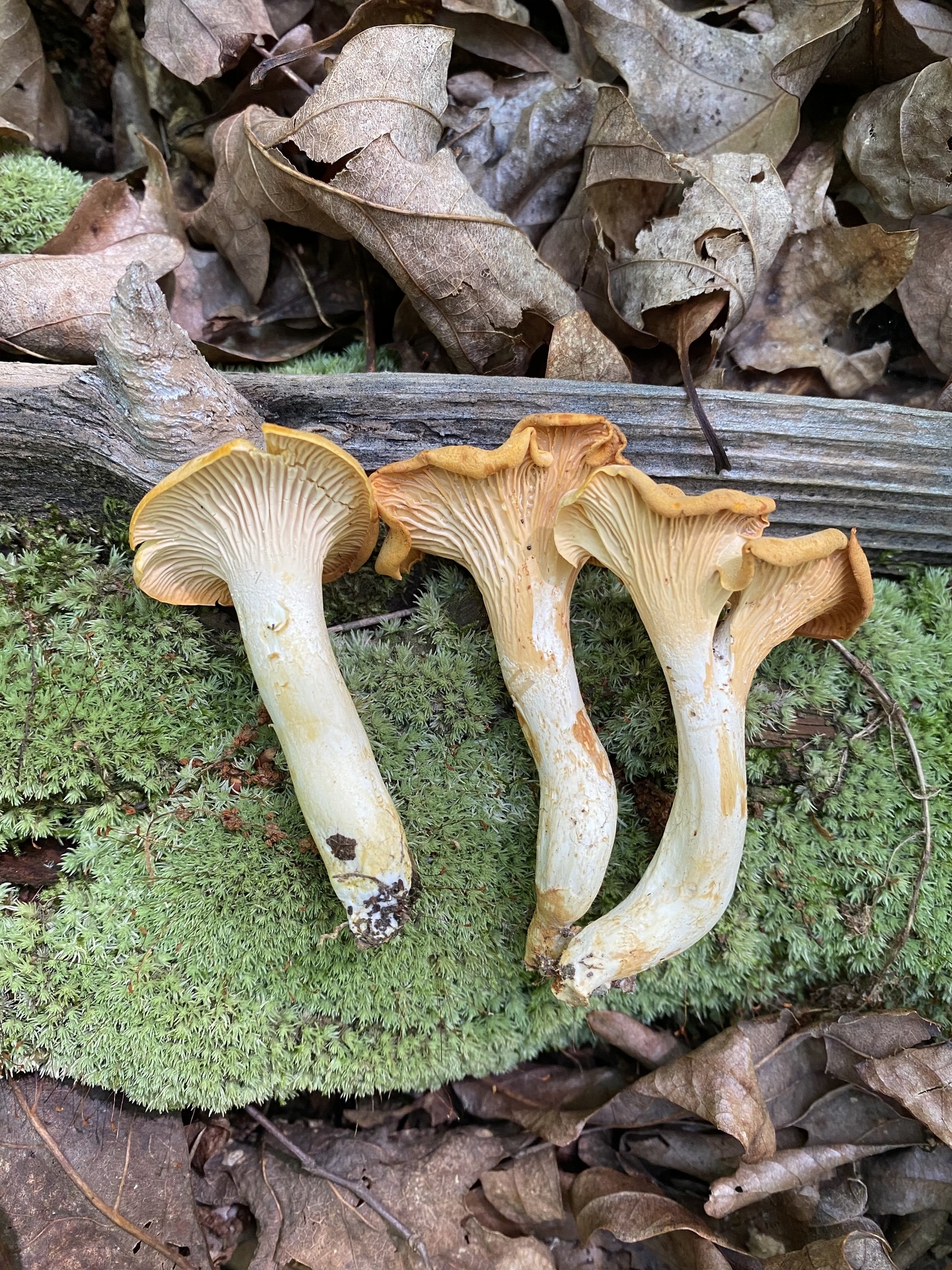 Cantharellus phasmatis Foltz & T.J.Volk