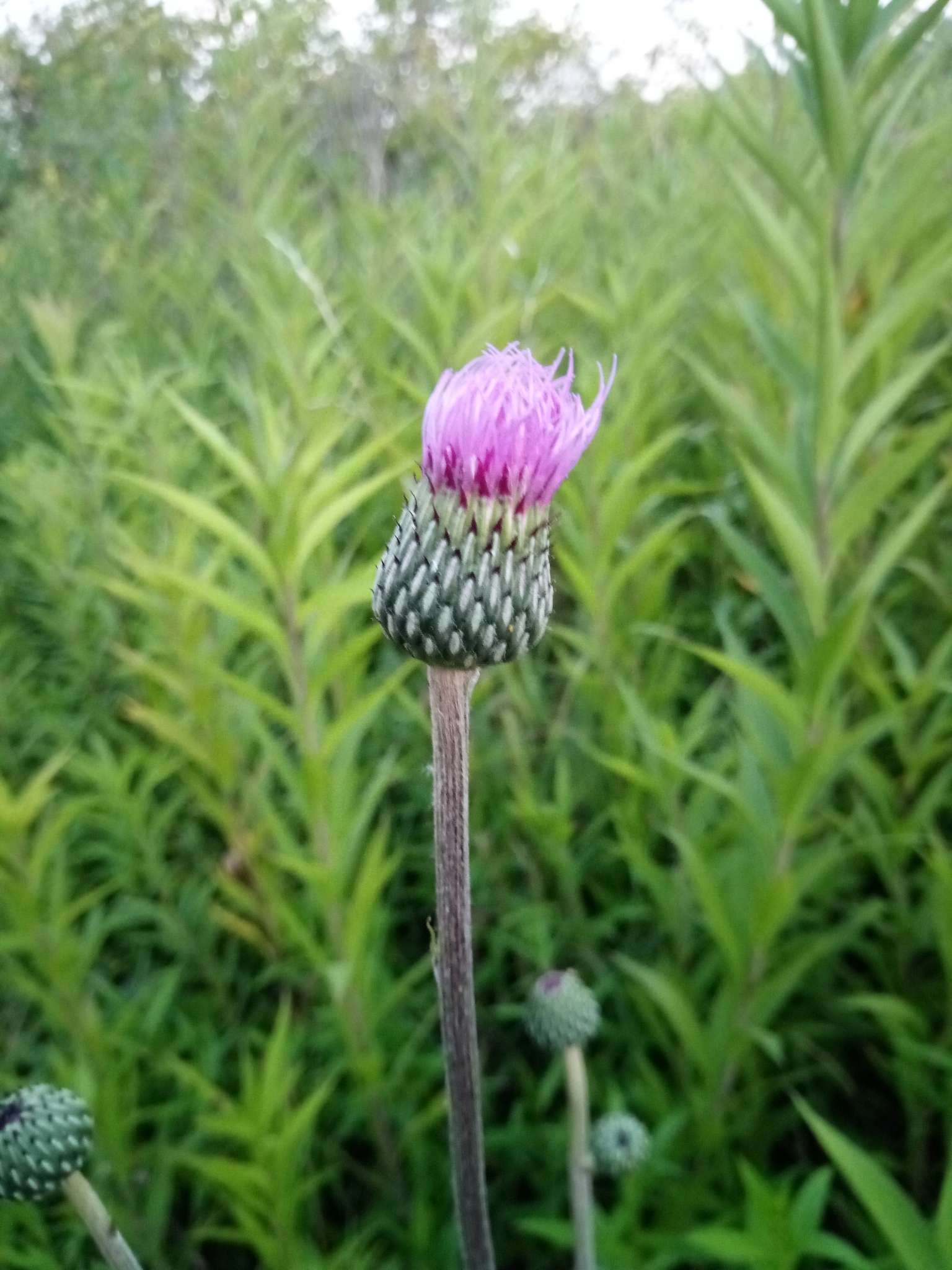 Cirsium canum (L.) All.