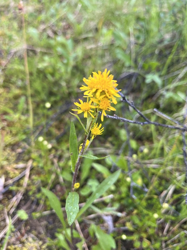 northern goldenrod from Matanuska-Susitna, Alaska, United States on ...