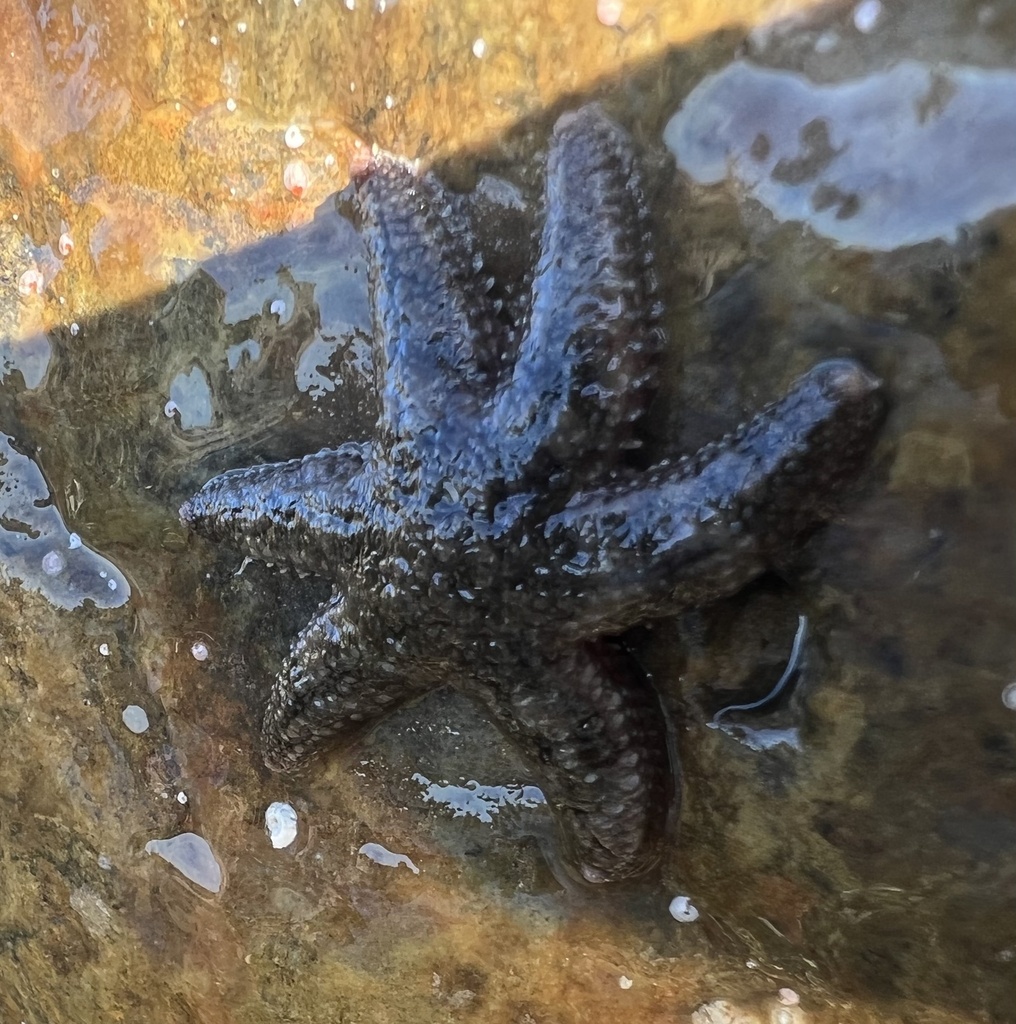 Leptasterias from Juan de Fuca Strait, Victoria, BC, CA on July 24 ...