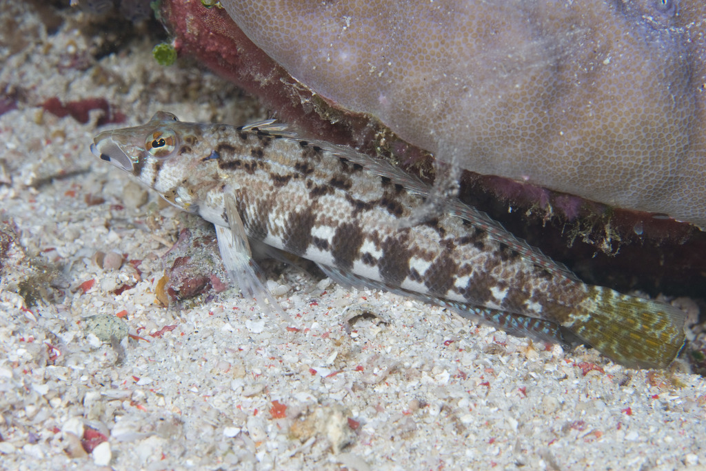 Sharpnose Sandperch (Parapercis cylindrica) - Marine Life Identification
