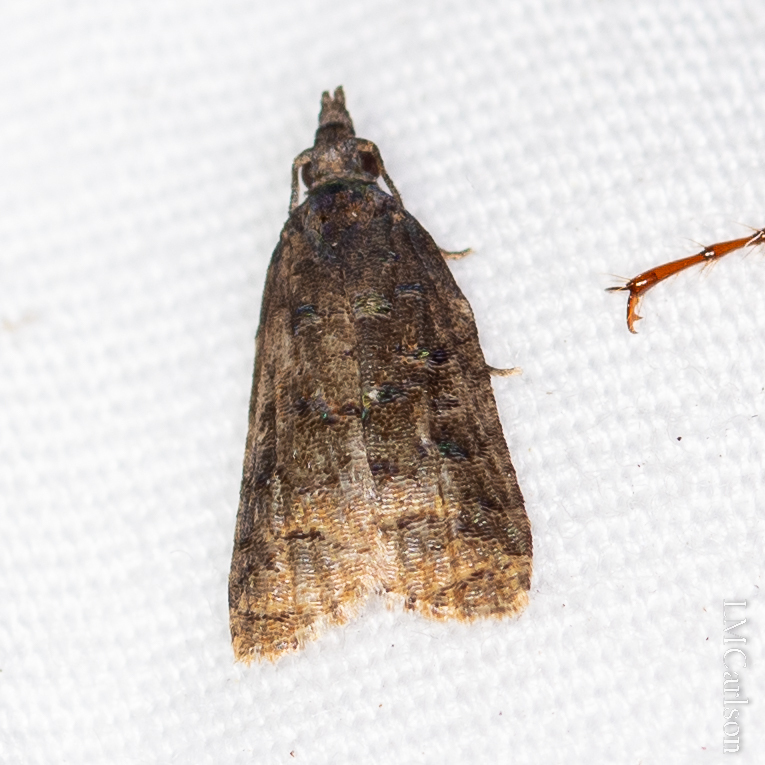 Platynota from 1507 U.S. Hwy 70A, Hillsborough, NC 27278, USA on July ...