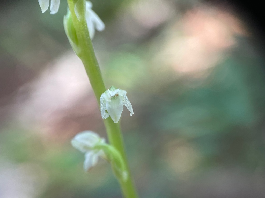 Whiteflower Rein Orchid in July 2022 by Oscar · iNaturalist