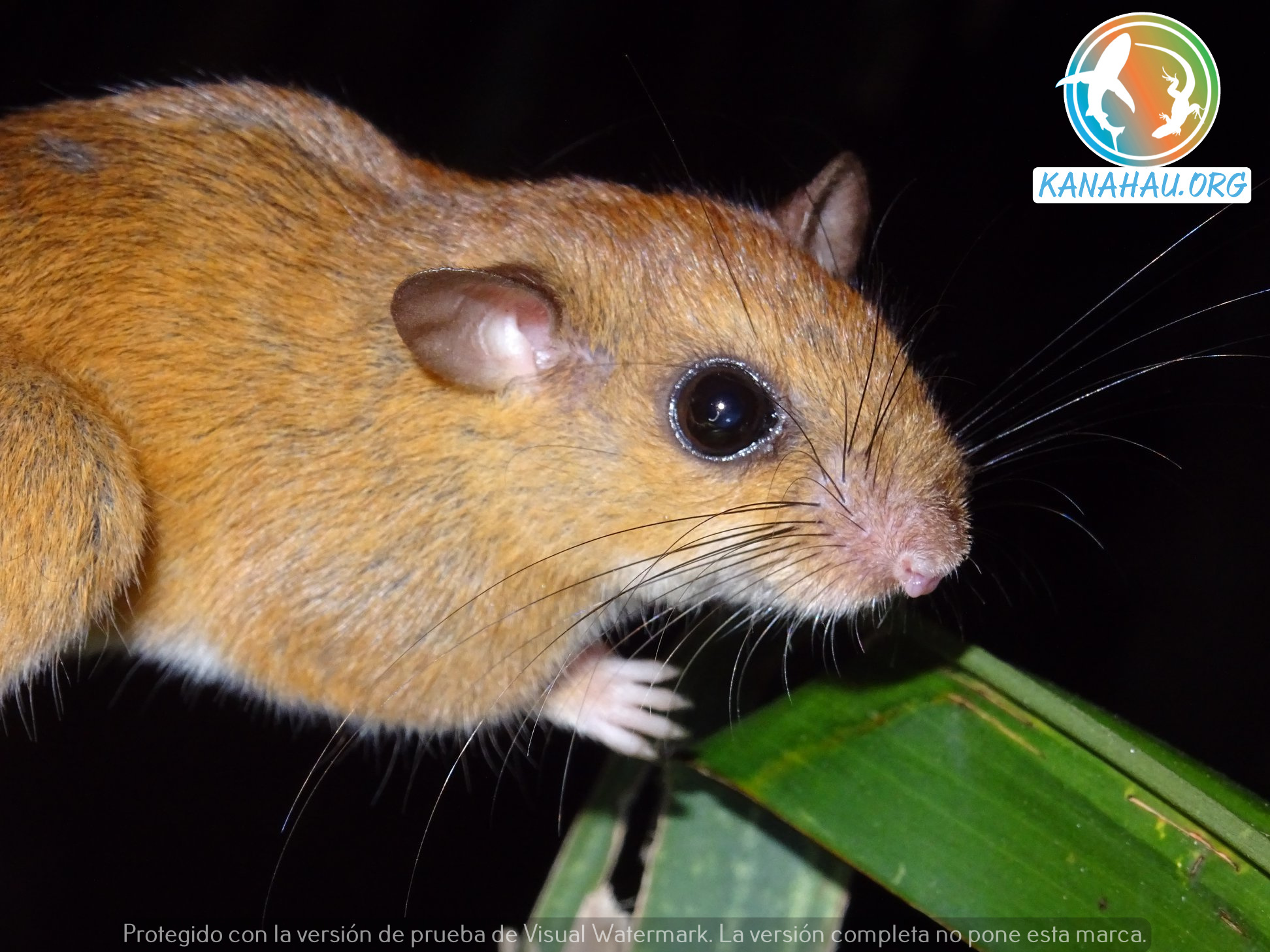 Nyctomys sumichrasti (Saussure, 1860)