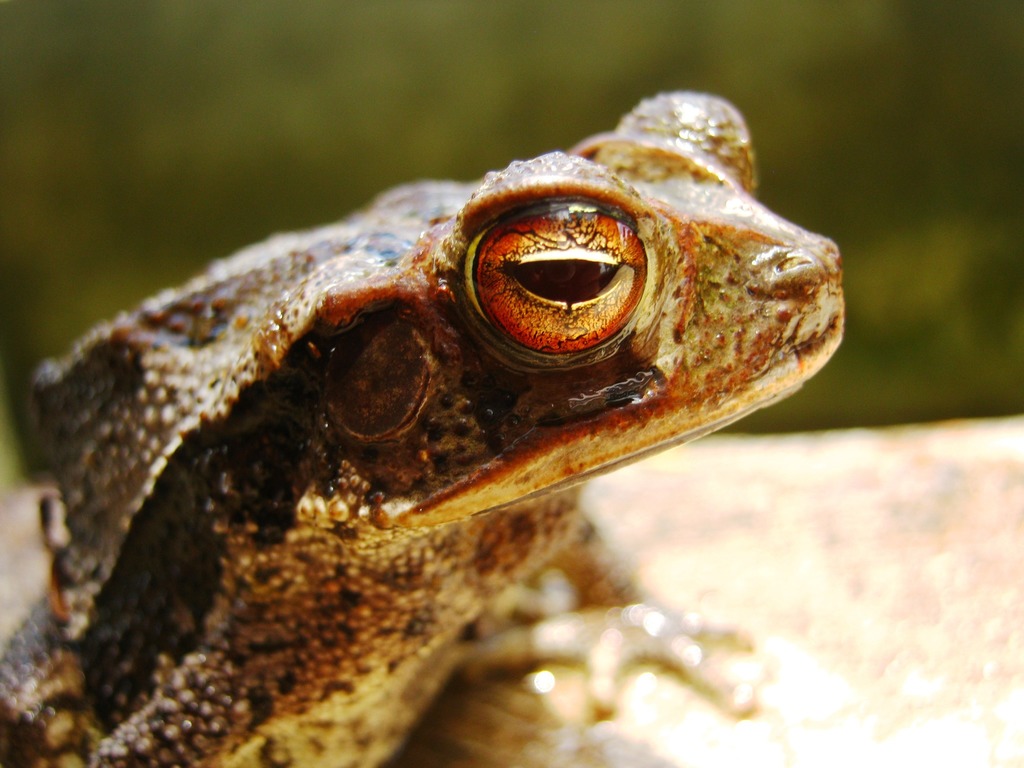 Central American Gulf Coast Toad from tekax on August 20, 2013 by Jorge ...