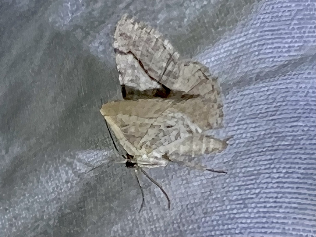 Geometer Moths from Holford Rd, Garland, TX, US on July 23, 2022 at 10: ...