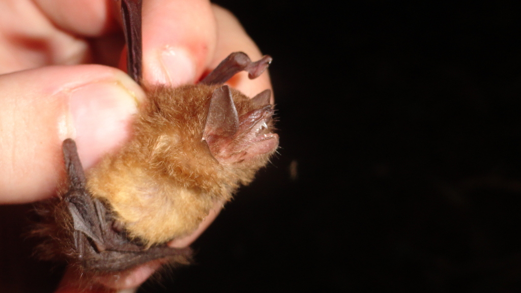 Peter's Disk-winged Bat from Pres. Figueiredo - AM, 69735-000, Brasil ...