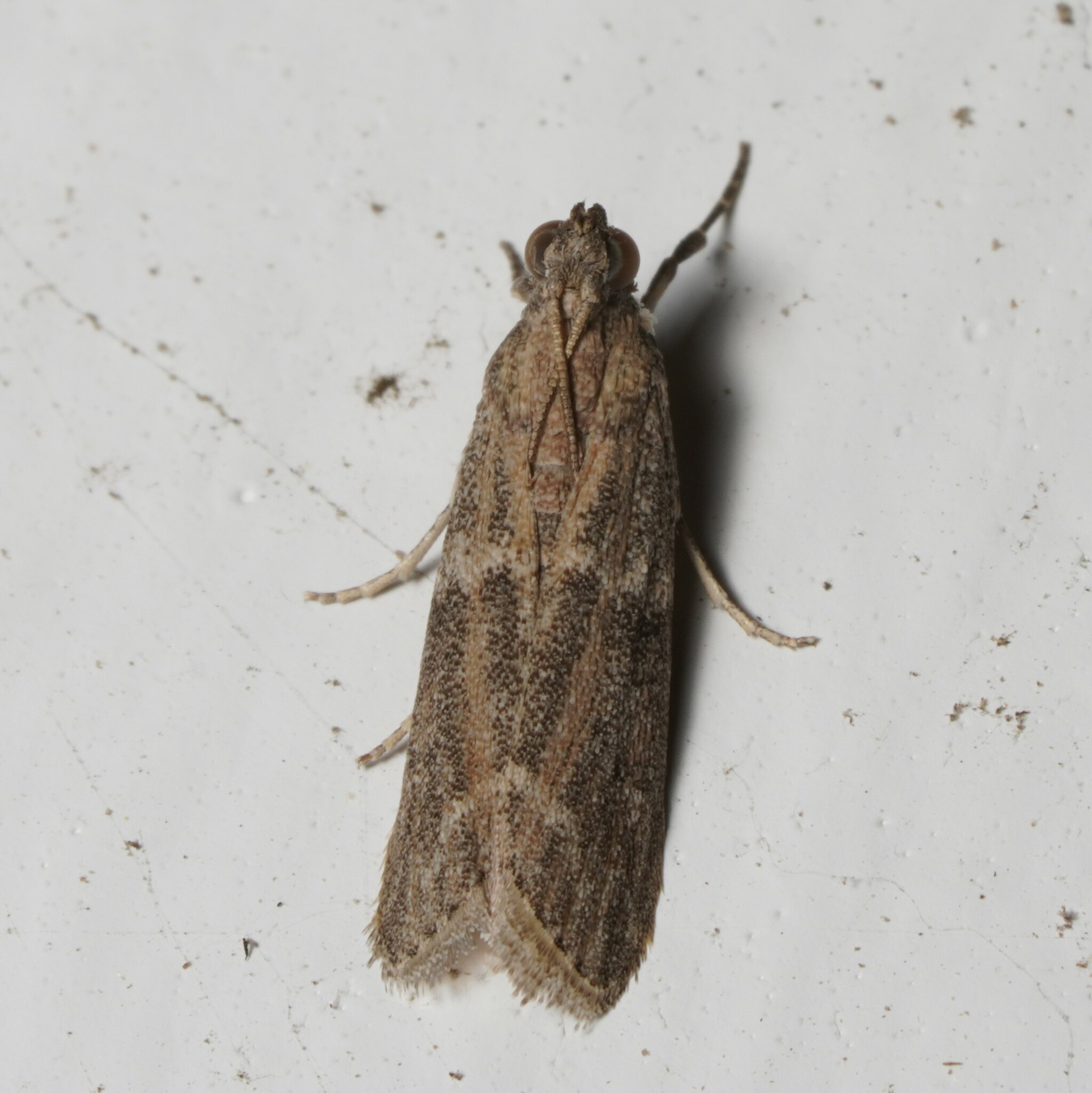Cadra cautella (Walker, 1863)