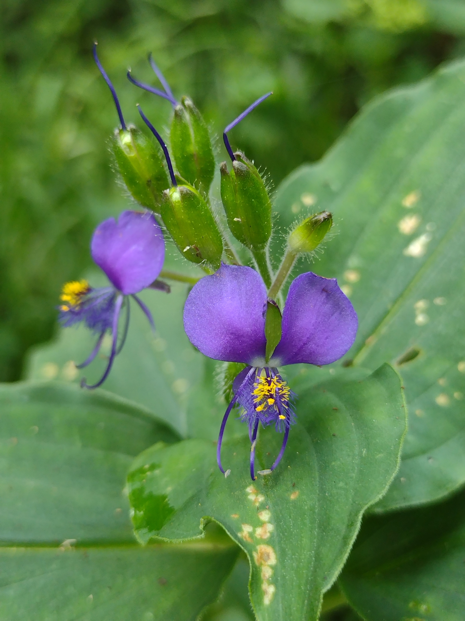 Tinantia erecta (Jacq.) Fenzl
