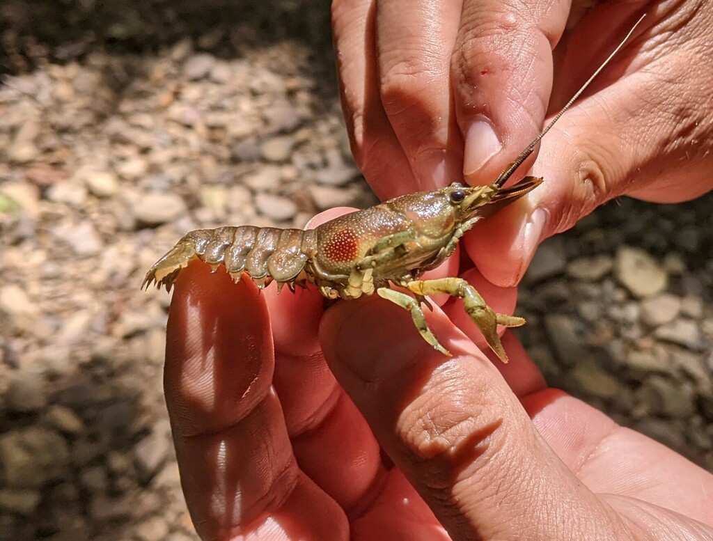 Rusty Crayfish from Fountain Hill, PA 18015, USA on July 23, 2022 at 02 ...