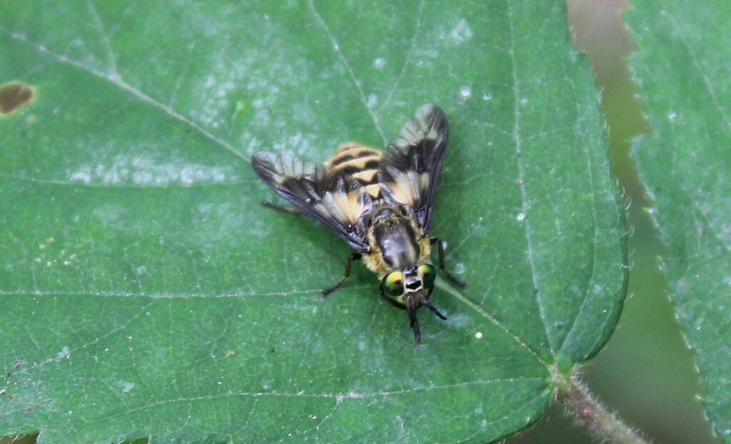 Twin-lobed Deer Fly from Wakehurst Place, West Sussex, UK on July 24 ...