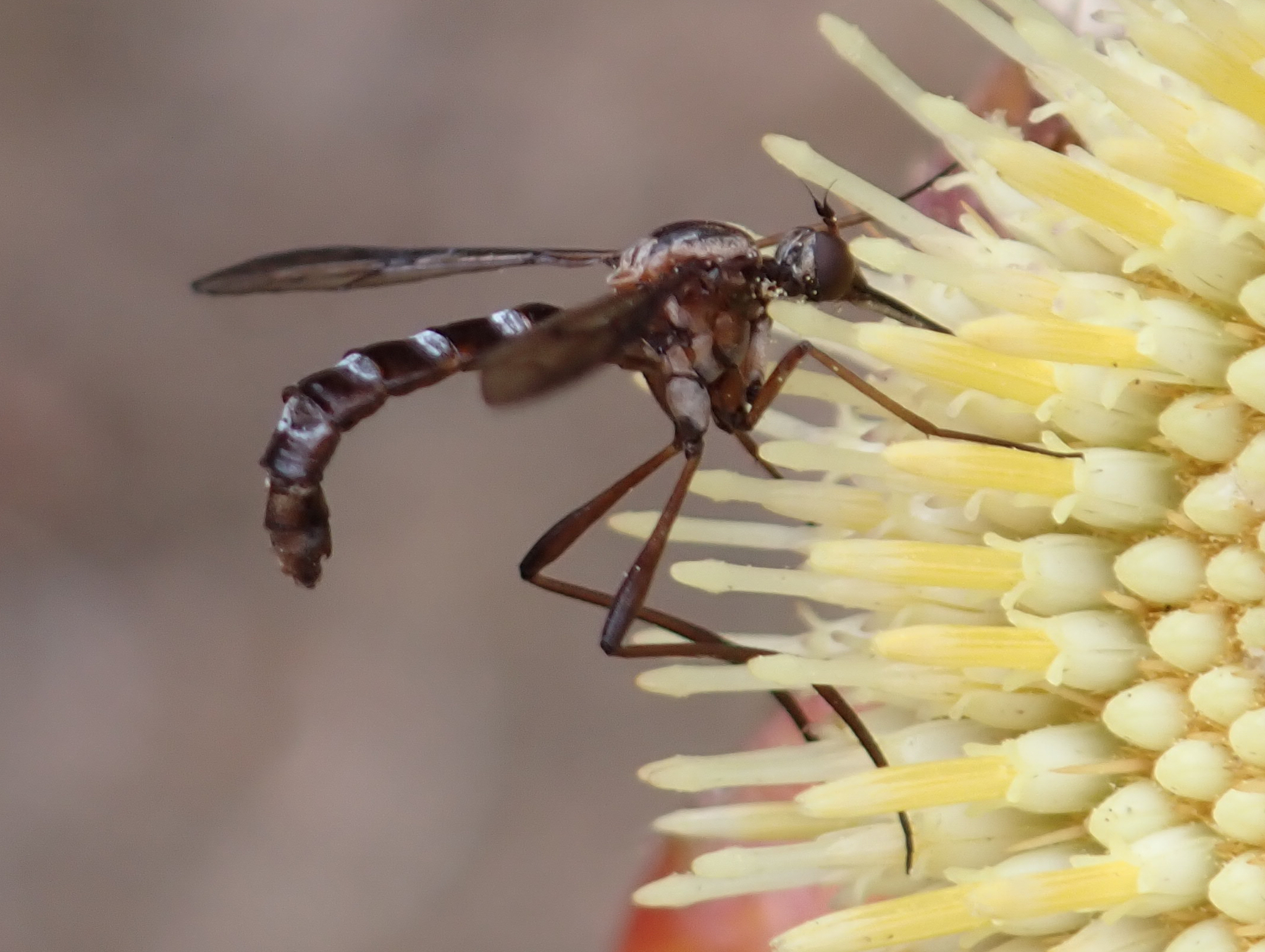 Vermileonidae