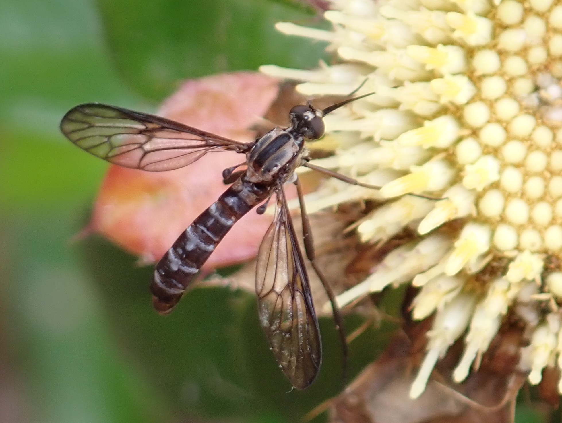 Vermileonidae