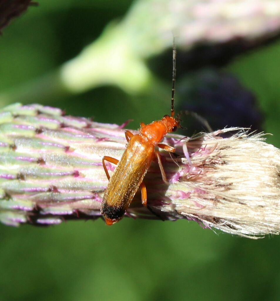 Common Red Soldier Beetle from Wakehurst Place, West Sussex, UK on 24 ...