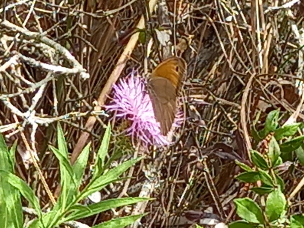 Meadow Brown from Fontelas, Loures on July 24, 2022 at 10:47 AM by ...