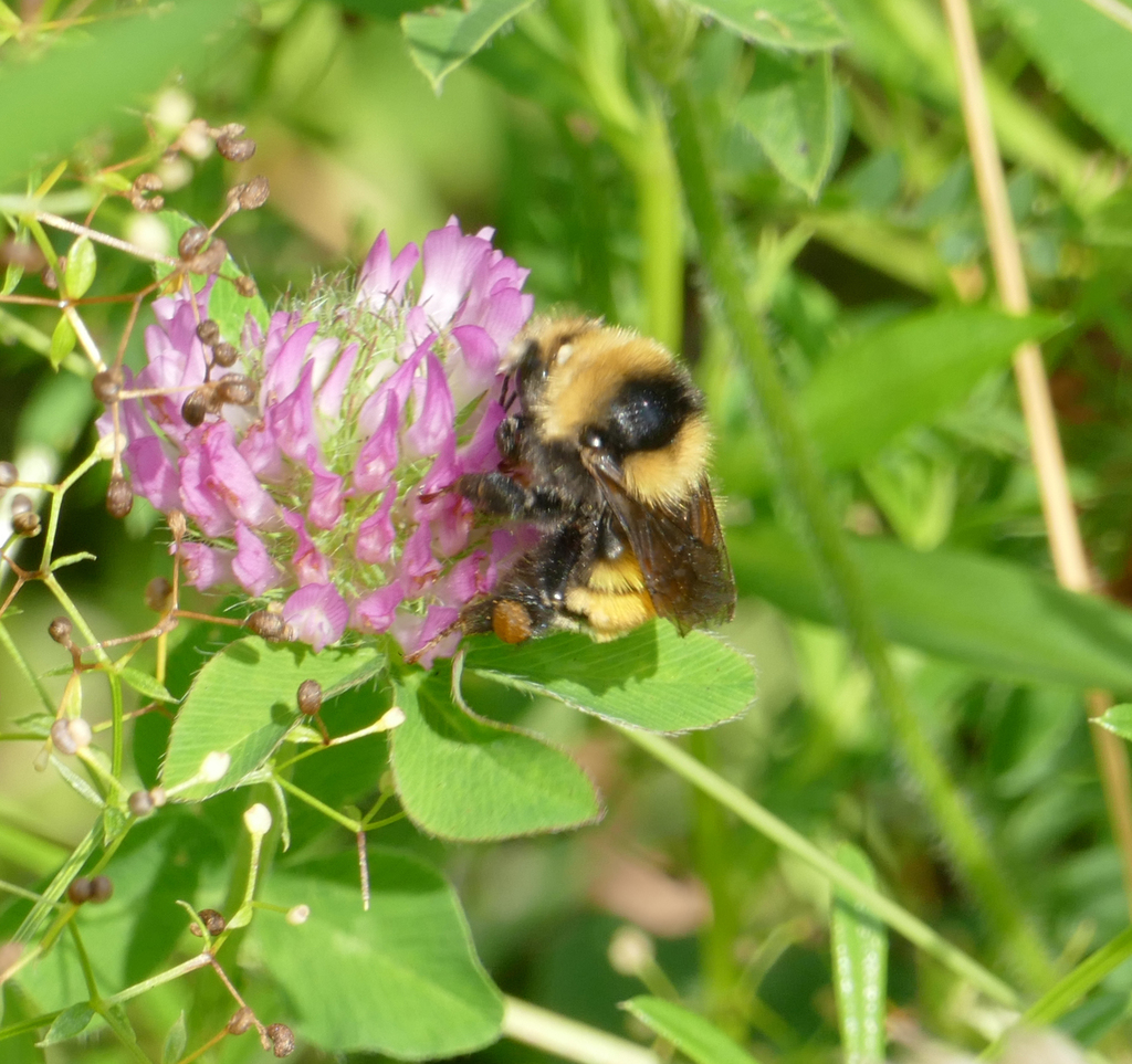 Northern Amber Bumble Bee from Monkton Ridge, Monkton, VT 05473, USA on ...
