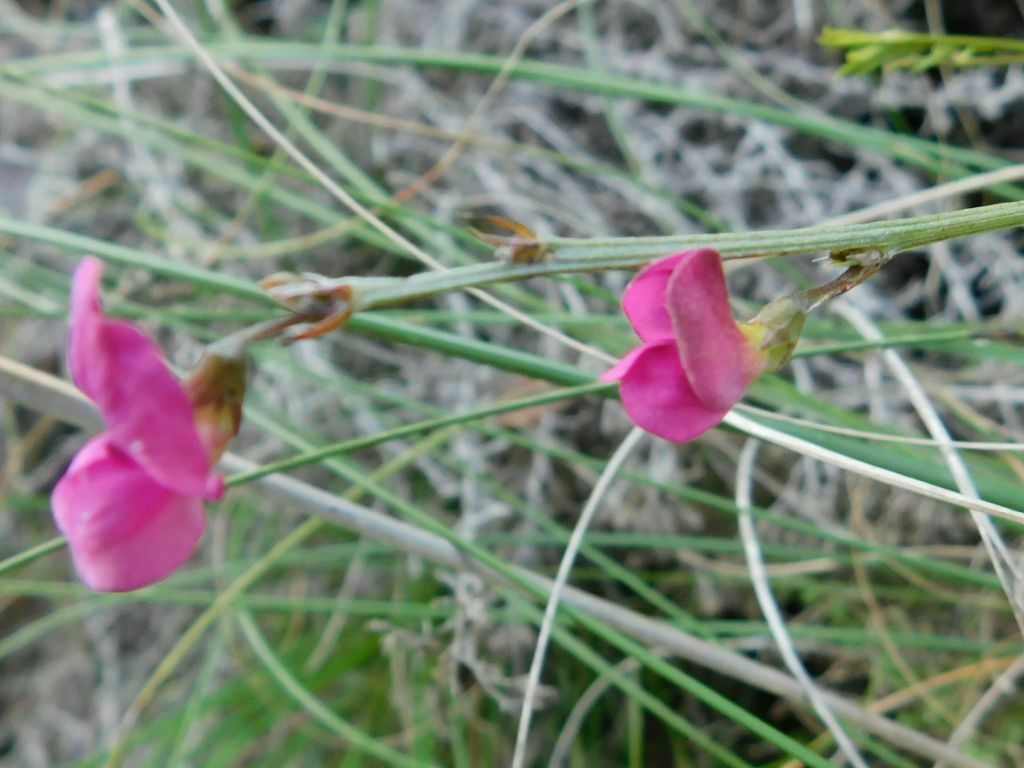 Common Vetch from Genadendal Bakenskop, 7234, South Africa on July 24 ...
